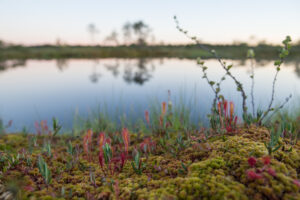 Visiting Estonian Bogs: A Complete Guide For A Tourist (2020)